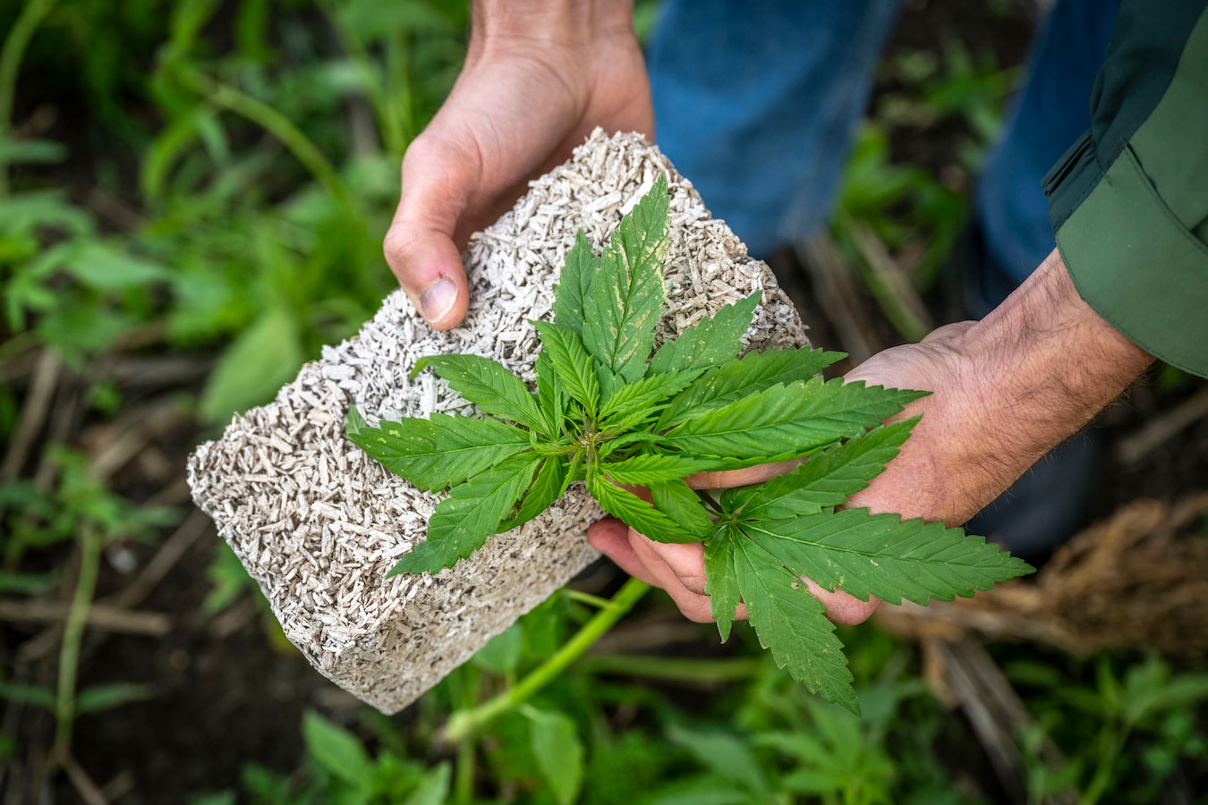 Een plantage van hennep in Domburg: het is niet wat het lijkt | Foto | pzc.nl