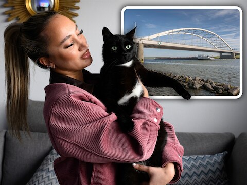 Baasjes zoeken wanhopig naar vermiste katten, maar dieren duiken op ...