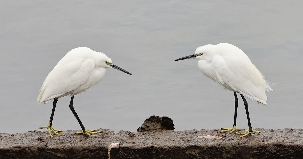 Een witte reiger is soms nog wél bijzonder | Zeeuws nieuws | PZC.nl