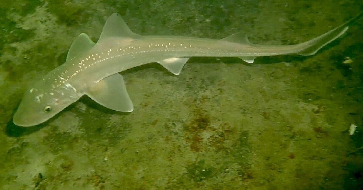 Nooit eerder zagen duikers zoveel haaien in de Oosterschelde | Schouwen ...