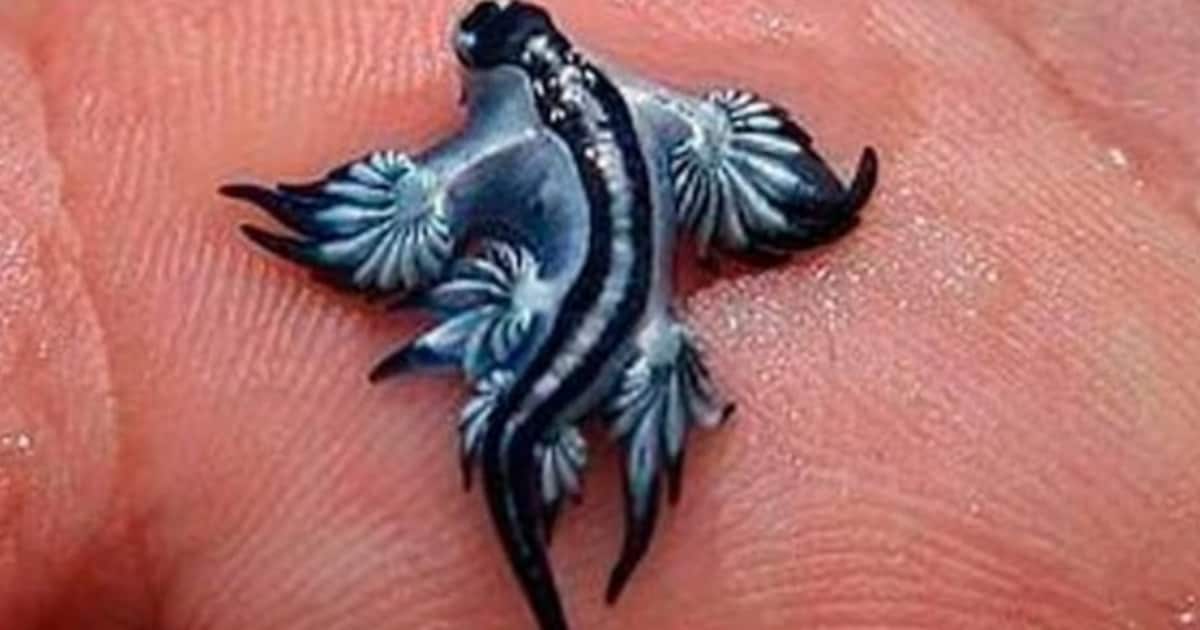 11 kilometer aan Spaanse stranden afgesloten om blauwe draken in zee ...