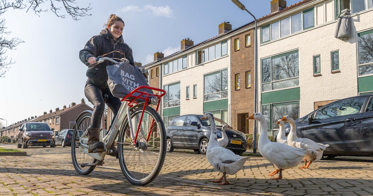 Adopteer een gans, ruim die poep gewoon even op | Zeeuws nieuws | pzc.nl