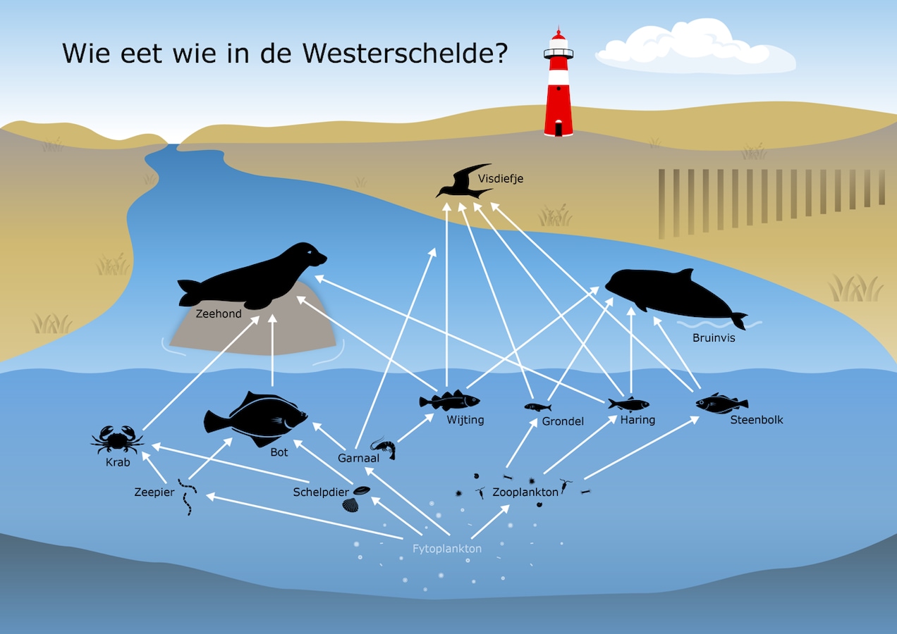 Zeehonden, bruinvissen en visdieven kwetsbaar door PFAS-vervuiling ...
