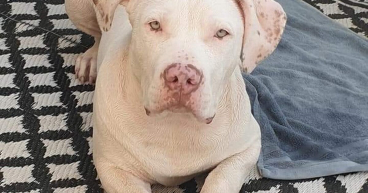 Baasje van hond die chihuahua Jessy doodbeet, doet haar verhaal: ‘Ben helemaal kapotgemaakt ...